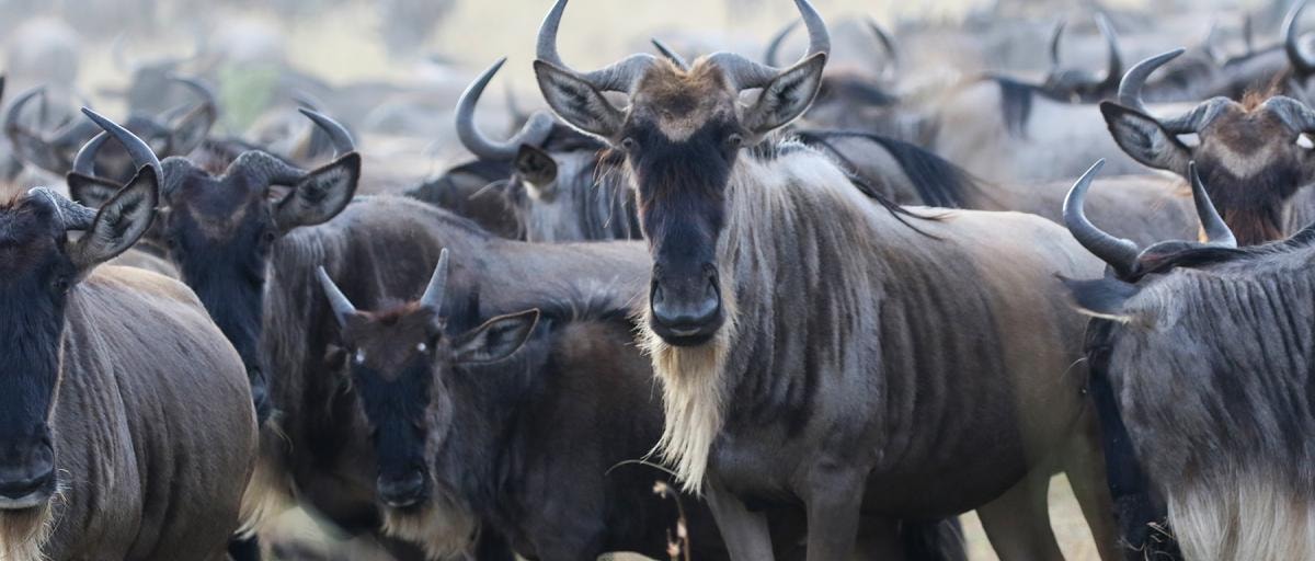 9-ήμερο σαφάρι στην Τανζανία: Σερενγκέτι: Serengeti Grand Migration ...