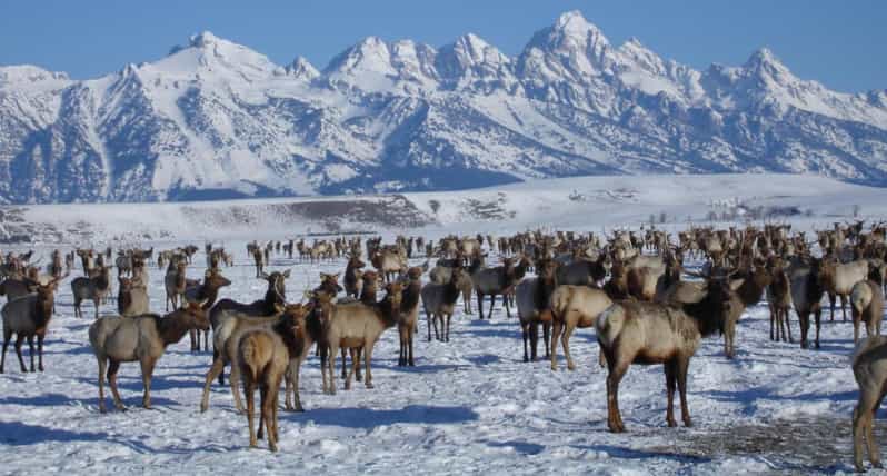 Jackson Hole: National Elk Refuge Sleigh Ride | GetYourGuide