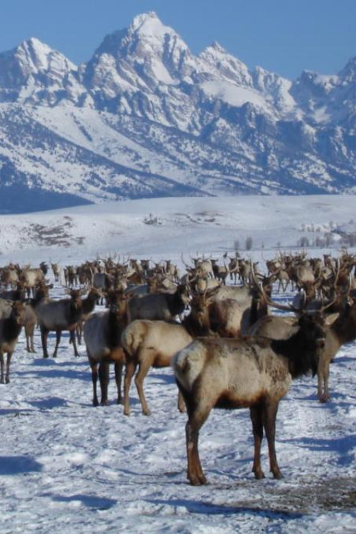 Jackson Hole: National Elk Refuge Sleigh Ride | GetYourGuide