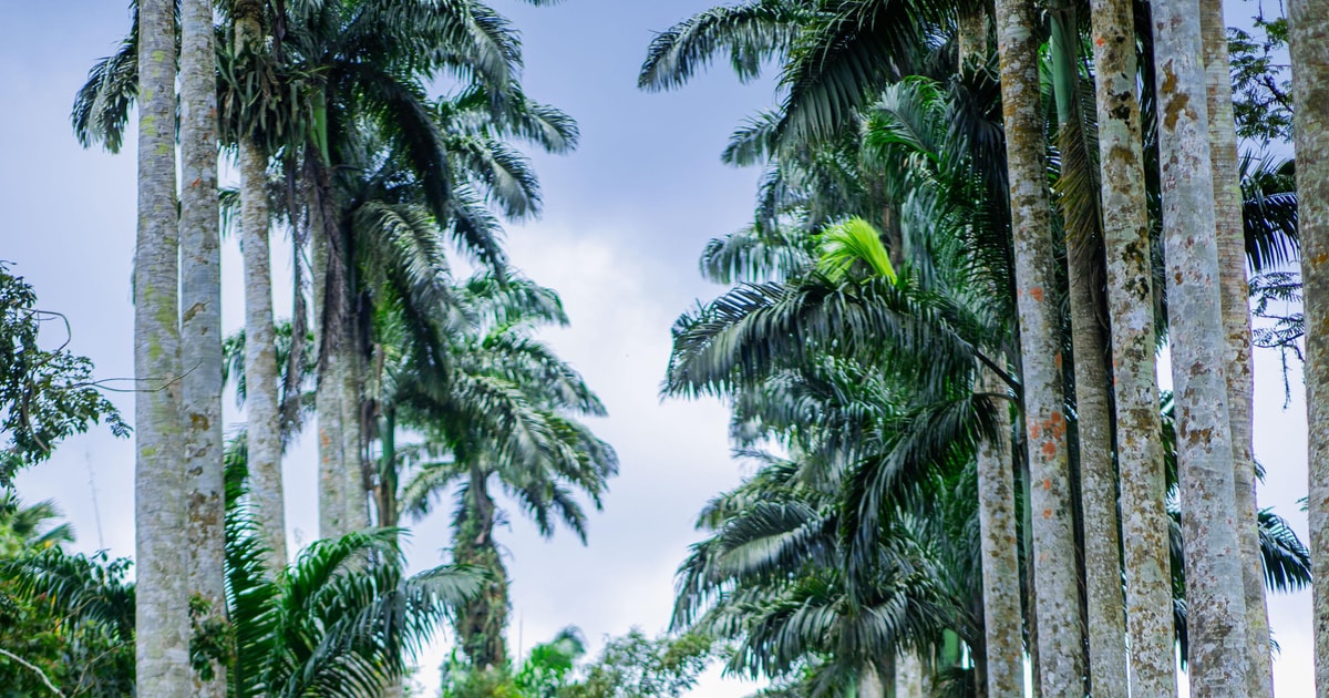 Experience Boti Twin Waterfalls, Umbrella Rock, 3H-Palm Tree | GetYourGuide