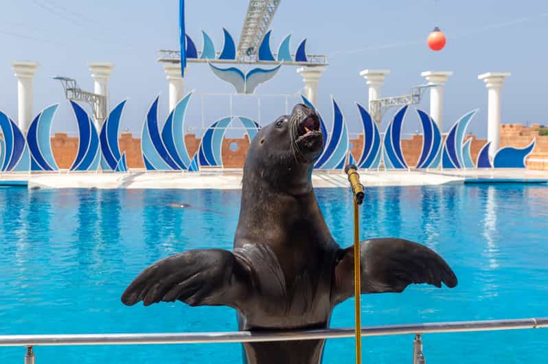 Alanya Dolphin Show Tour - Sealanya Dolphinpark | GetYourGuide