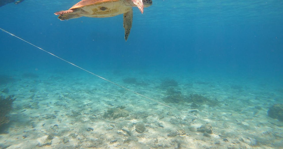 Au départ de Dubaï : Tour de plongée en apnée des tortues de mer de ...