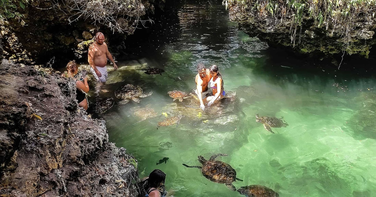 ZANZIBAR: Sea Turtles Sanctuary at Baraka Day tour | GetYourGuide