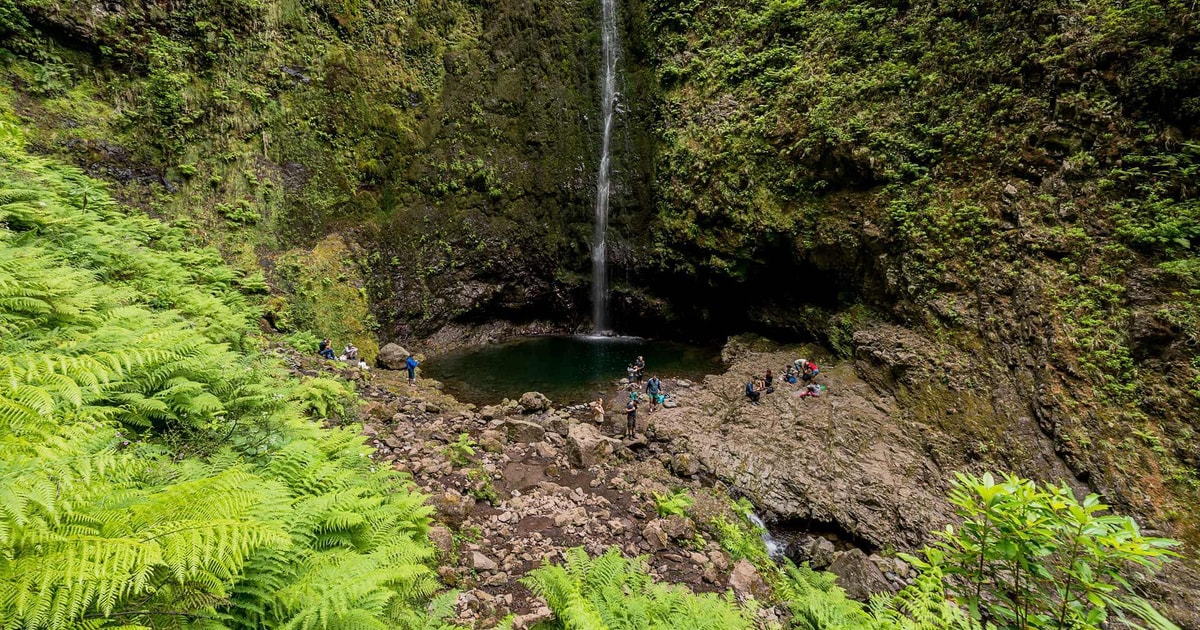 Funchal: Levada Caldeirão Verde – wodospady i lasy | GetYourGuide
