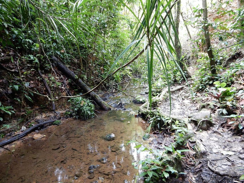 From Medan: 4 day tour to Bukit Lawang incl. jungle trek | GetYourGuide