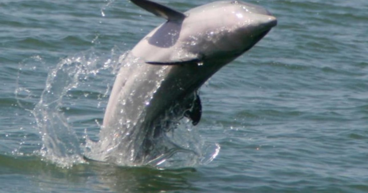Folly Beach: Morning Dolphin Boat Trip to Morris Island | GetYourGuide