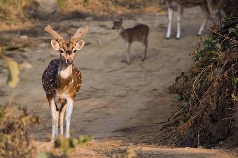 2- Day Tiger Safari Adventure with Corbett Waterfall tour | GetYourGuide