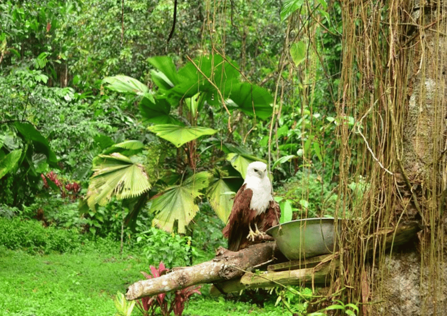 Davao Buda - Marilog | GetYourGuide