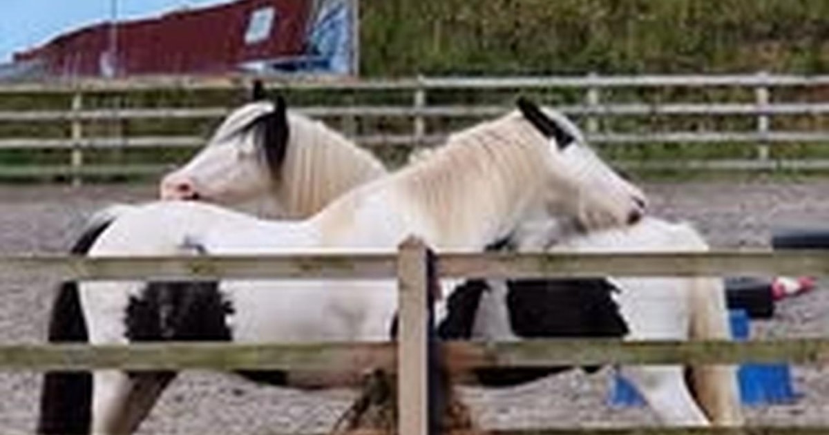 Scottish Borders: Equine and Nature Experience | GetYourGuide
