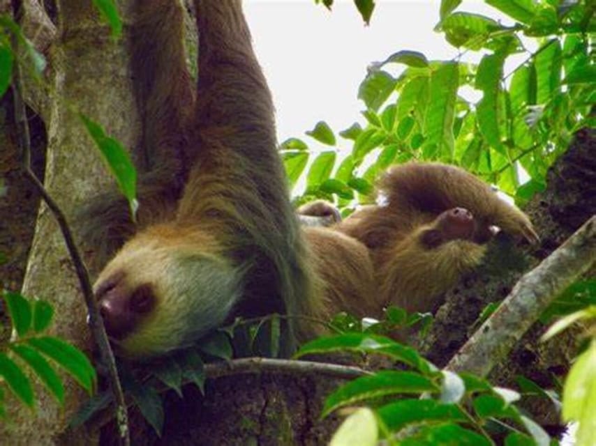 Recorrido de los perezosos | GetYourGuide