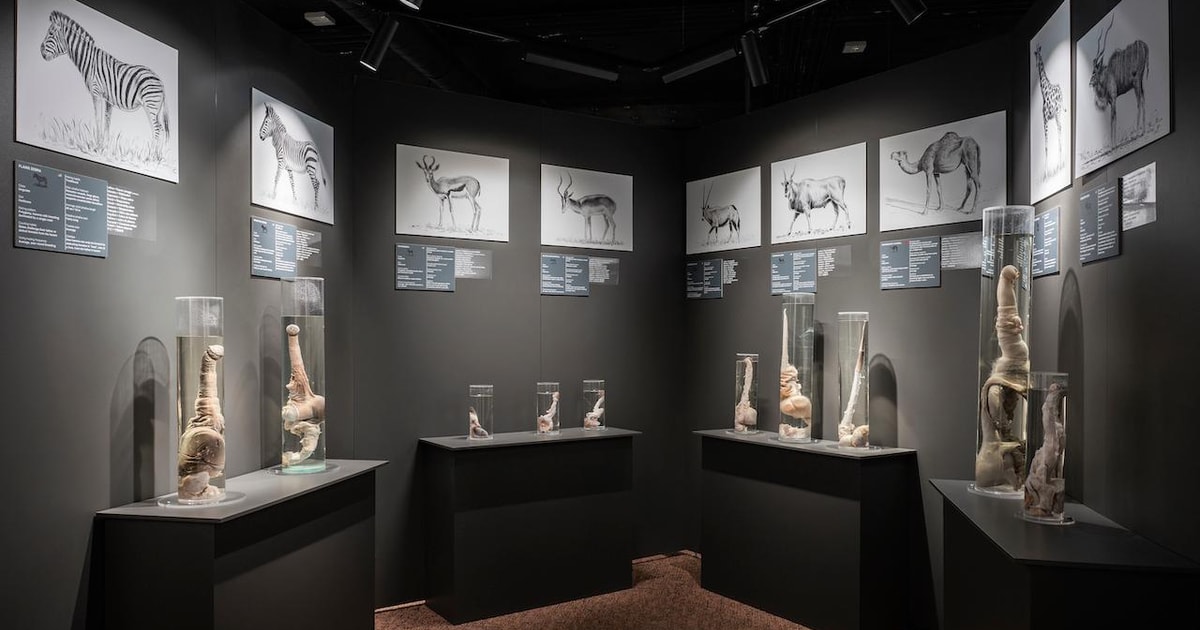 Reykjavik: Icelandic Phallological Museum Entry Ticket | GetYourGuide