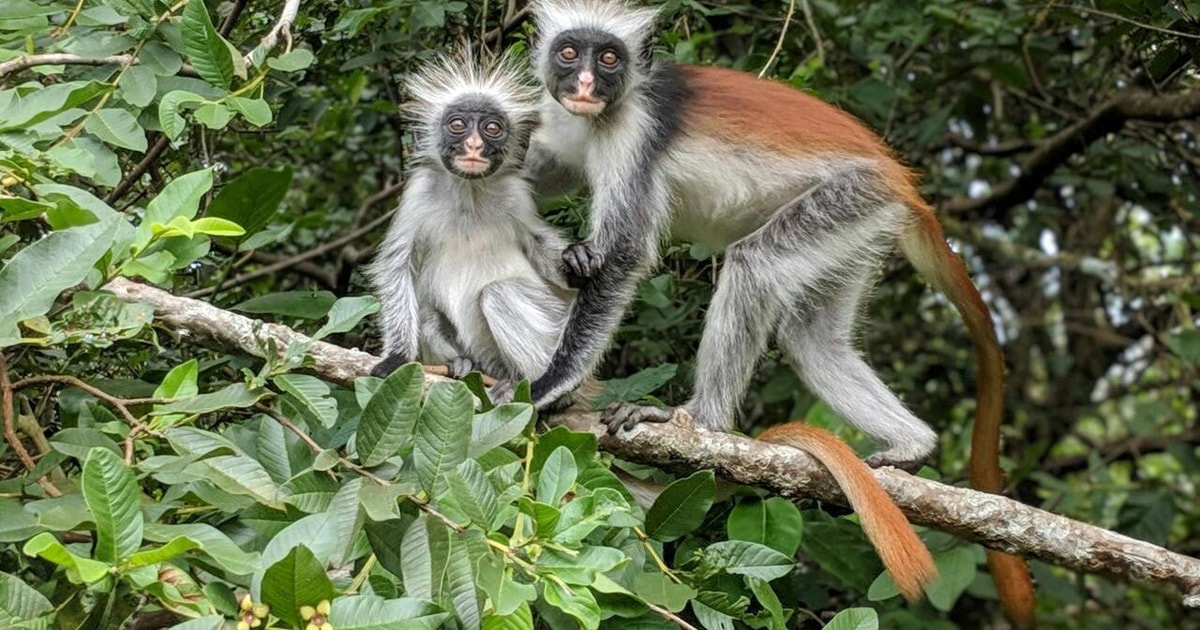 Zanzibar: Jozani Forest Tour | GetYourGuide