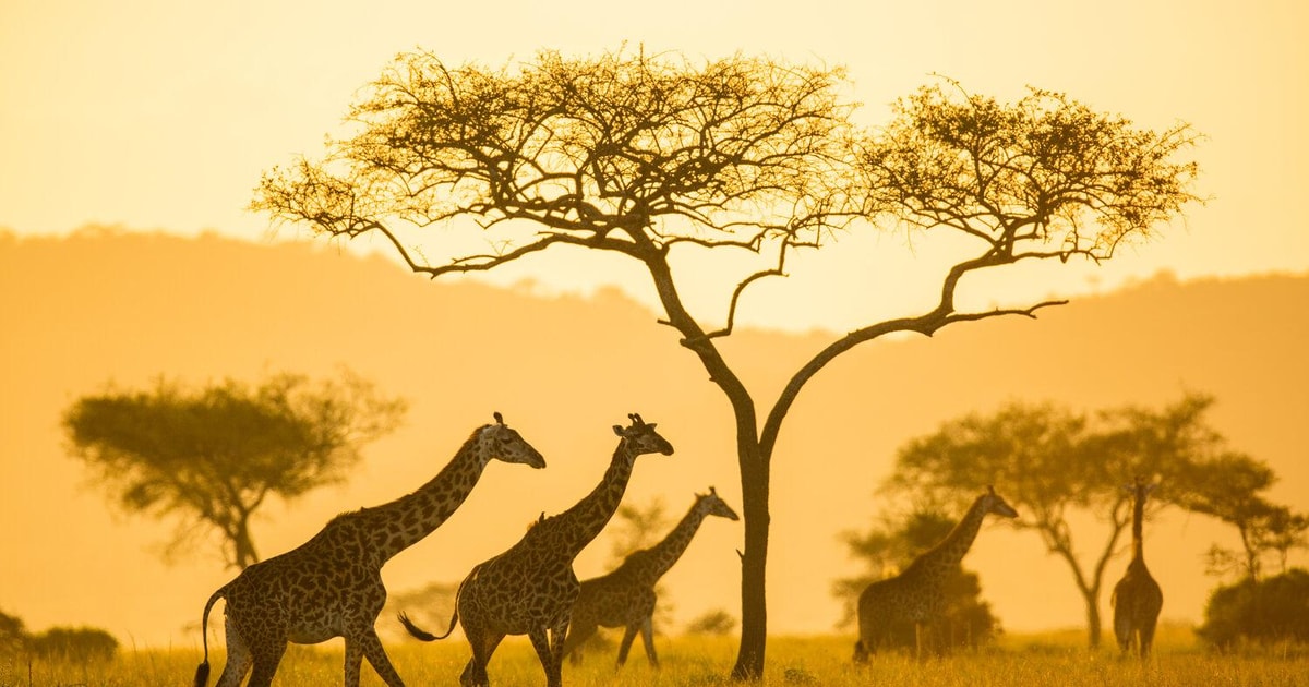 Blízko přírodě: pěší safari v Arusha + safari | GetYourGuide