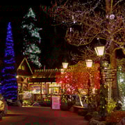 Luces del Cañón del Puente Colgante de Vancouver y Capilano | GetYourGuide