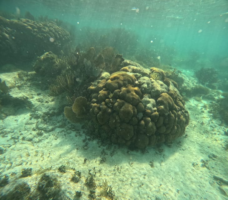 Snorkel Paradise Cancun and underwater museum in Nizuc | GetYourGuide