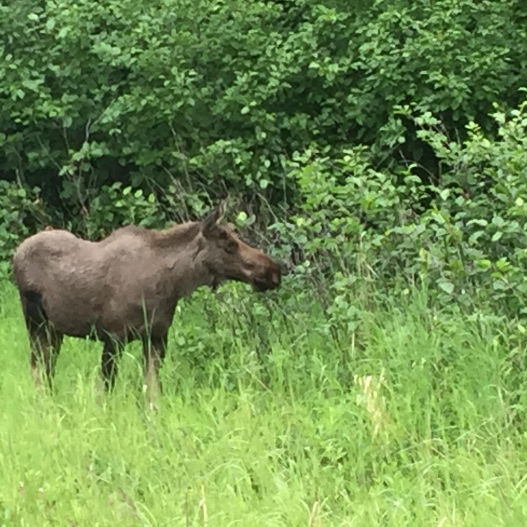 From Anchorage: Alaska Wildlife Center & Turnagain Arm Tour | GetYourGuide