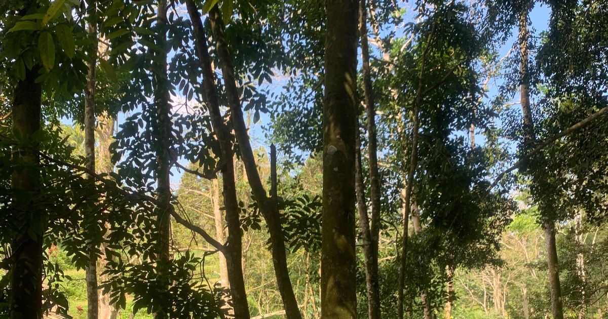 Tetebatu: Jungle, Waterfall, and Village Tour | GetYourGuide