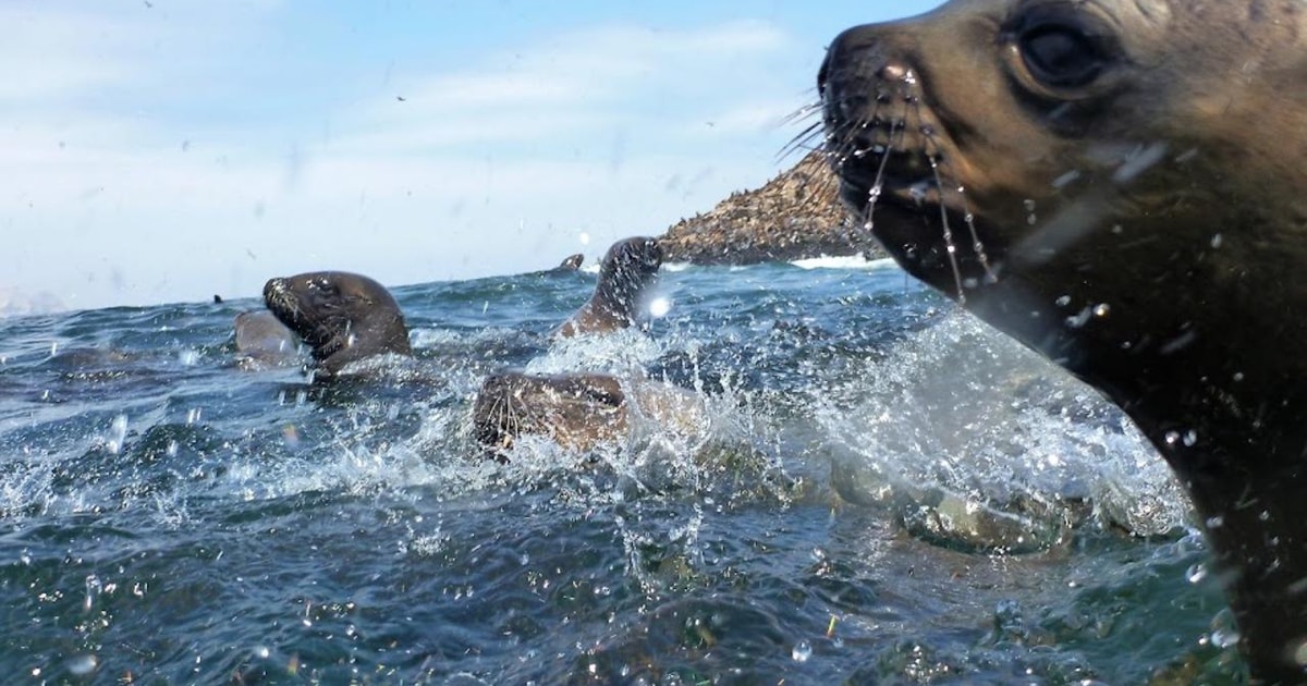 Lima: Besuch der Insel Palomino + 4 Inseln von Callao + Schwimmen mit ...