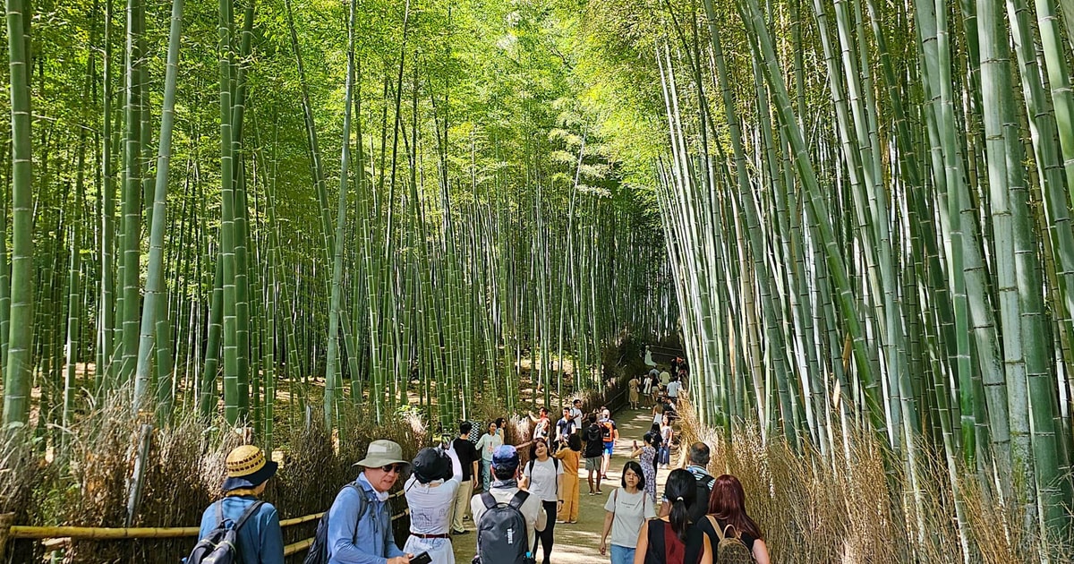 Kioto: Visita guiada de 3 horas al bosque de bambú de Arashiyama ...