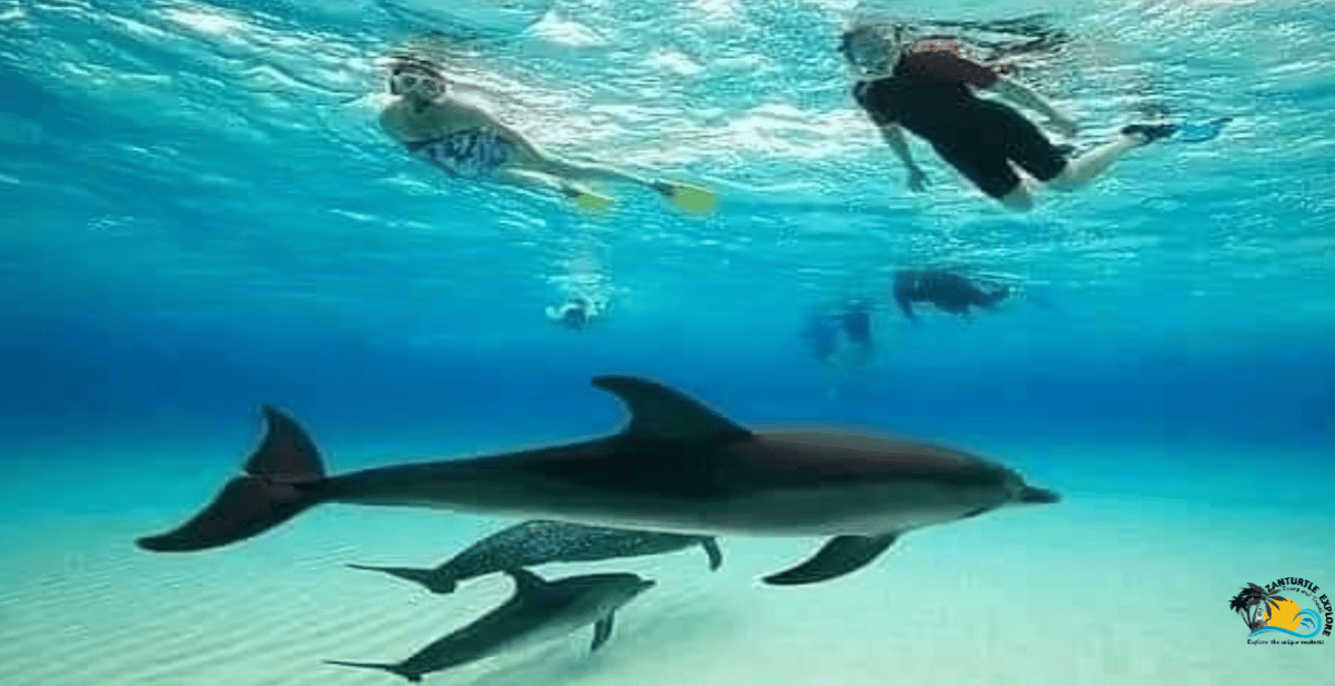 Zanzibar: Mnemba Island Dolphin Watching and Snorkeling | GetYourGuide
