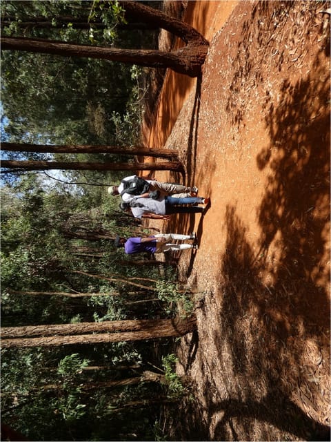 Karura Forest Nairobi | GetYourGuide