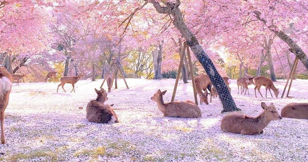 A Thousand Blossoms & Deer: Nara Spring Day Tour | GetYourGuide