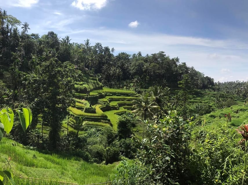 Ubud Swing,waterfall&tegalalang rice terrace | GetYourGuide