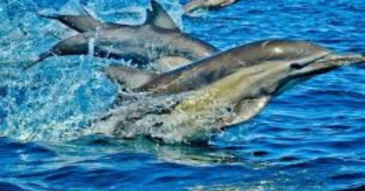 TAGESTOUR ZUM KISITE-NATIONALPARK UND ZUR WASINI-INSEL VON DIANI AUS ...