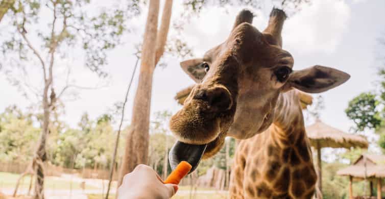Lets Dawn The Giraffe Center | GetYourGuide