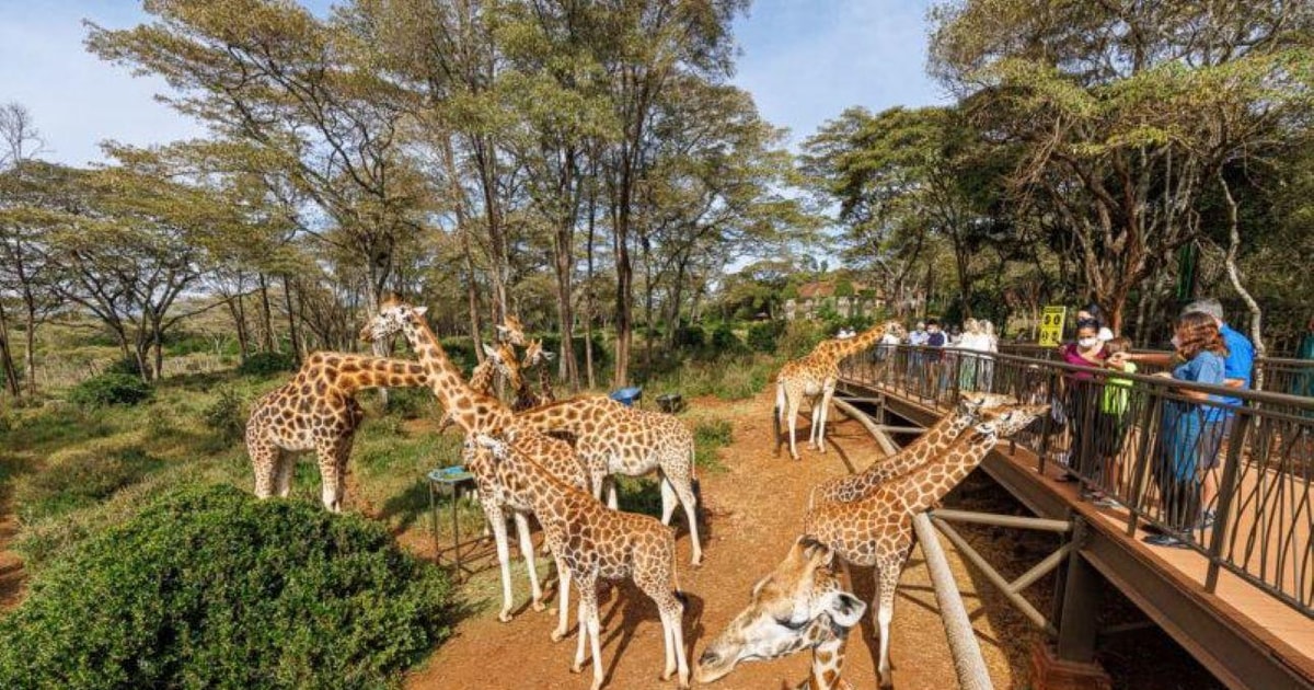Nairobi: Amazing city tour with the best views ever | GetYourGuide