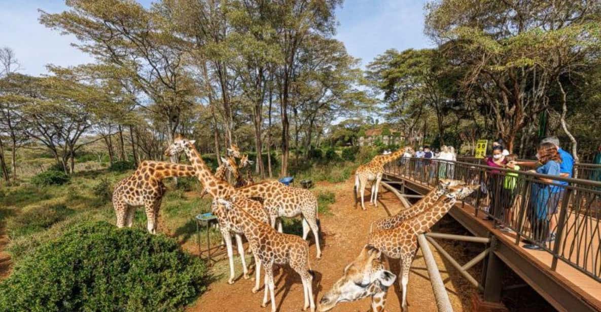 Nairobi: Increíble recorrido por la ciudad con las mejores vistas ...