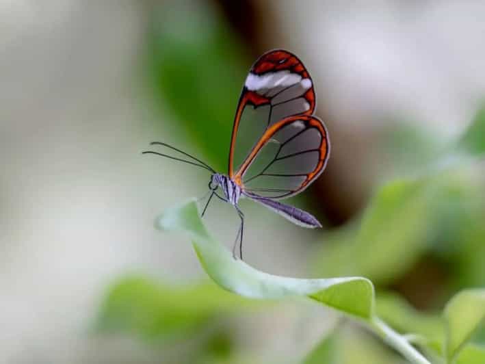 Mariposario de Puerto Vallarta, Puerto Vallarta - Tickets ...