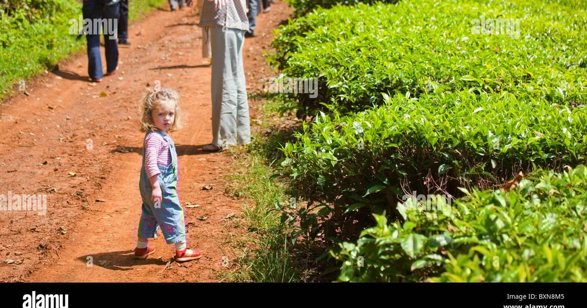 Kiambethu Tea Farm Day Tour | GetYourGuide
