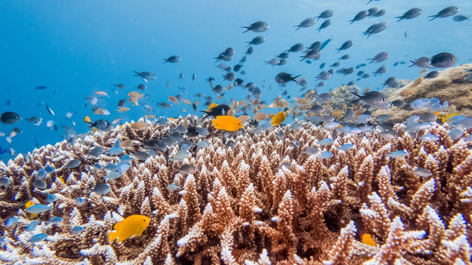 Bohol: Private Balicasag Tour with extra snorkeling time | GetYourGuide