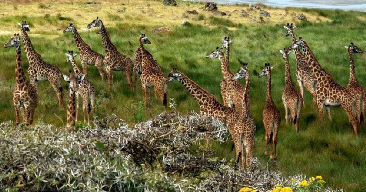 Jednodnevni izlet u Nacionalni park Arusha iz Arushe | GetYourGuide