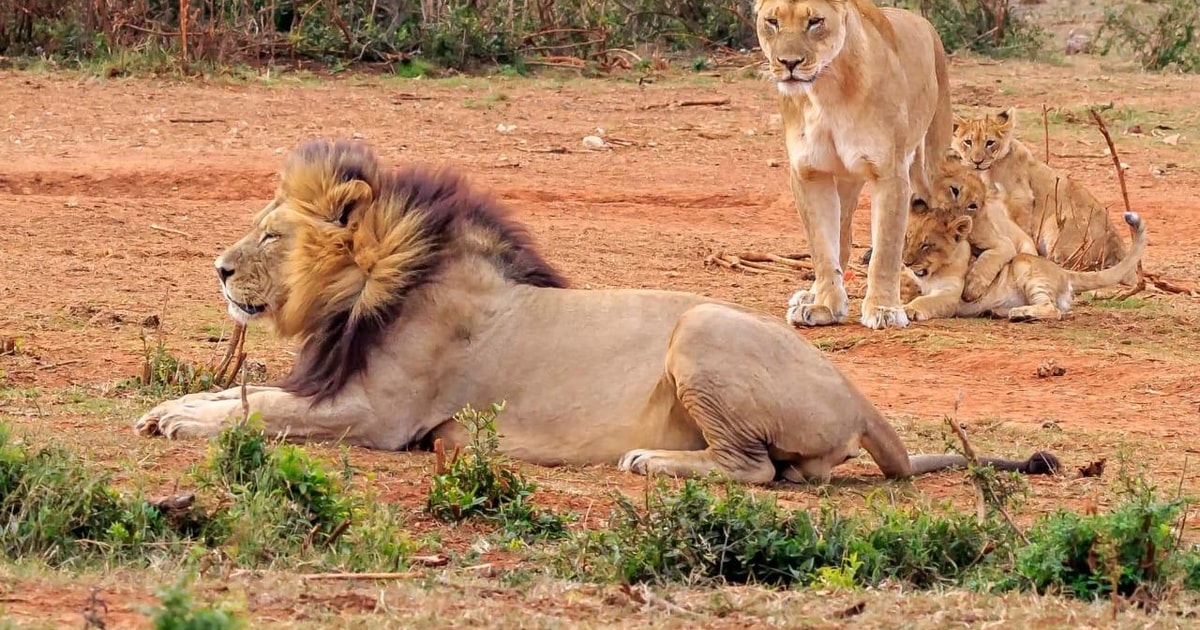 Addo Elephant Park: Ganztägige Safari mit Braai-Mittagessen | GetYourGuide