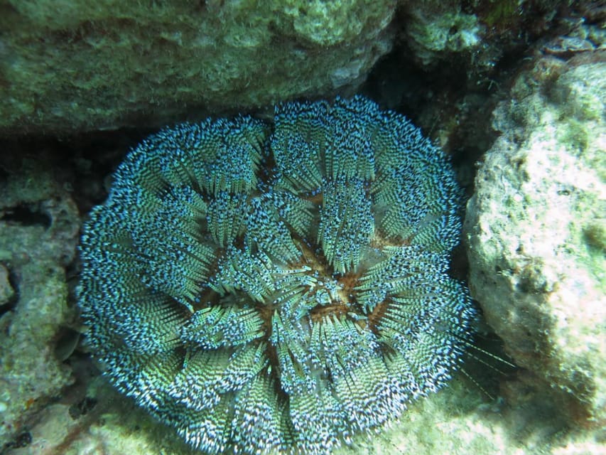 Nha Trang: Scuba Diving Experience for Non-Certified Divers | GetYourGuide