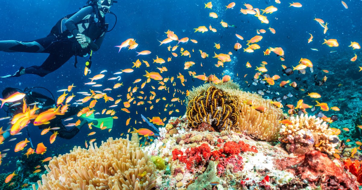 Side: Scuba Diving Tour Journey To The Depths Of The Blue | GetYourGuide