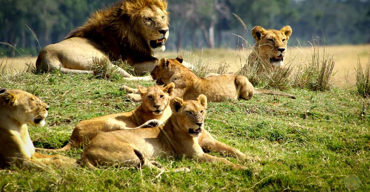 9 Dias Descobre os Melhores Parques Nacionais do Quénia Safari em Jeep ...