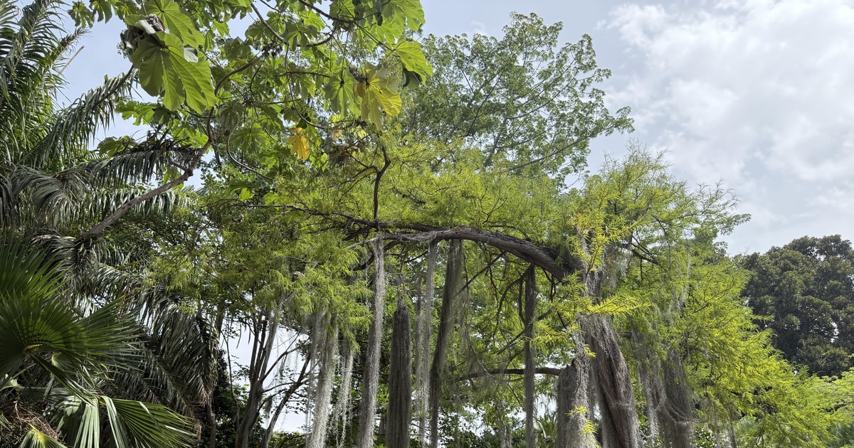 Guided tour: Botanical secrets of northern Tenerife between sea and ...
