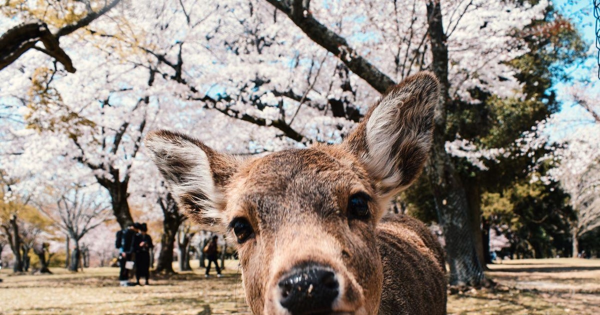 Nara : Tour privado con guía local | GetYourGuide