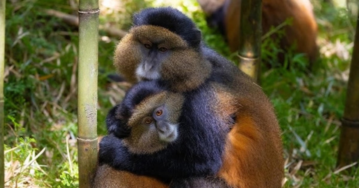 Golden Monkey Trekking with lunch | GetYourGuide