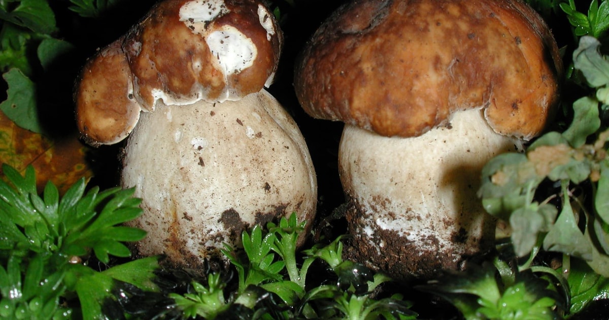 SETAS | GetYourGuide