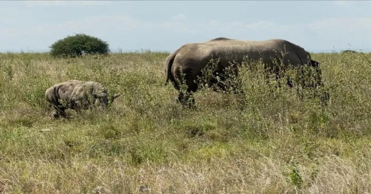 Nairobi: National Park Morning or Evening Safari Tour | GetYourGuide