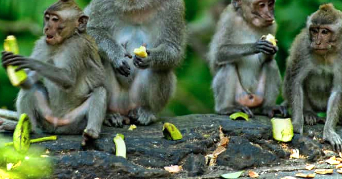 Bali Bosque de los Monos de Ubud, Terrazas de Arroz, Templo y Cascada ...