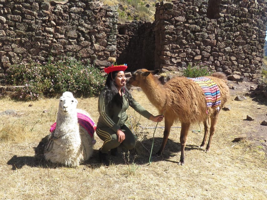 Cusco: Alpaca Therapy in the Cuyo Chico community |Half day| | GetYourGuide