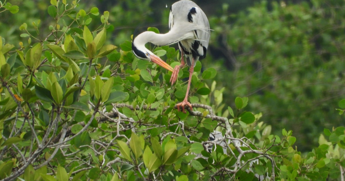 Johor: Crucero por el río Sungai Lebam con traslado | GetYourGuide