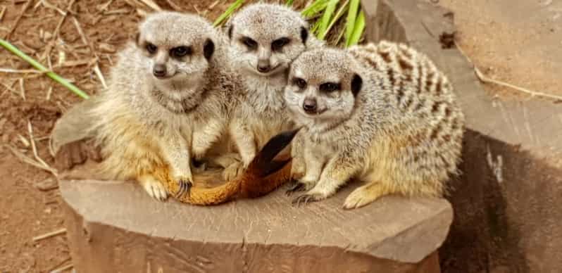Adelaide: Adelaide Zoo Admission ticket | GetYourGuide
