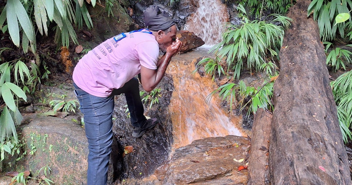 The Tobago Rainforest Tour | GetYourGuide