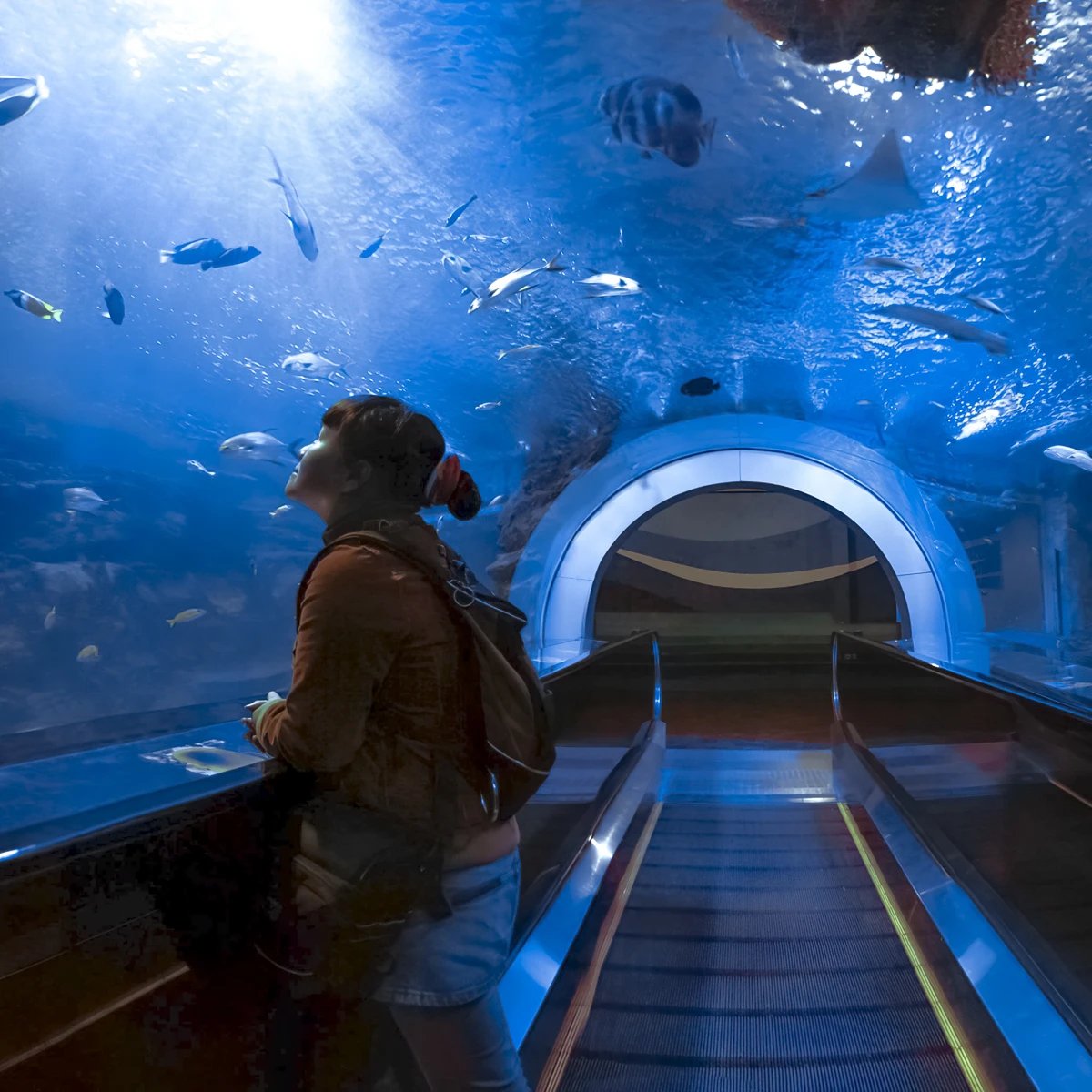 Learn more about the surrounding ocean at the Maui Aquarium